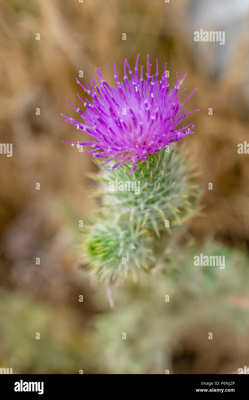 Purple flower of the cirsium vulgare, spear thistle or also known as ...