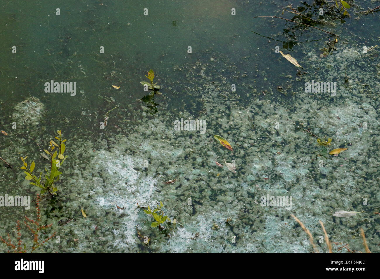 Toxic surface scum and algal bloom on freshwater lake Stock Photo - Alamy