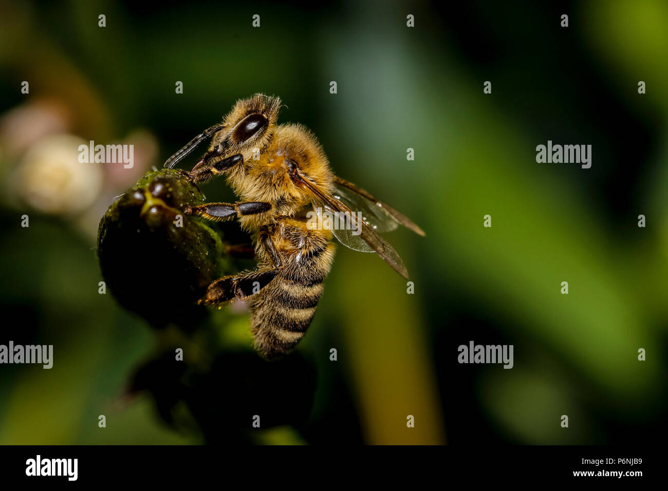 honey bee macro Stock Photo - Alamy