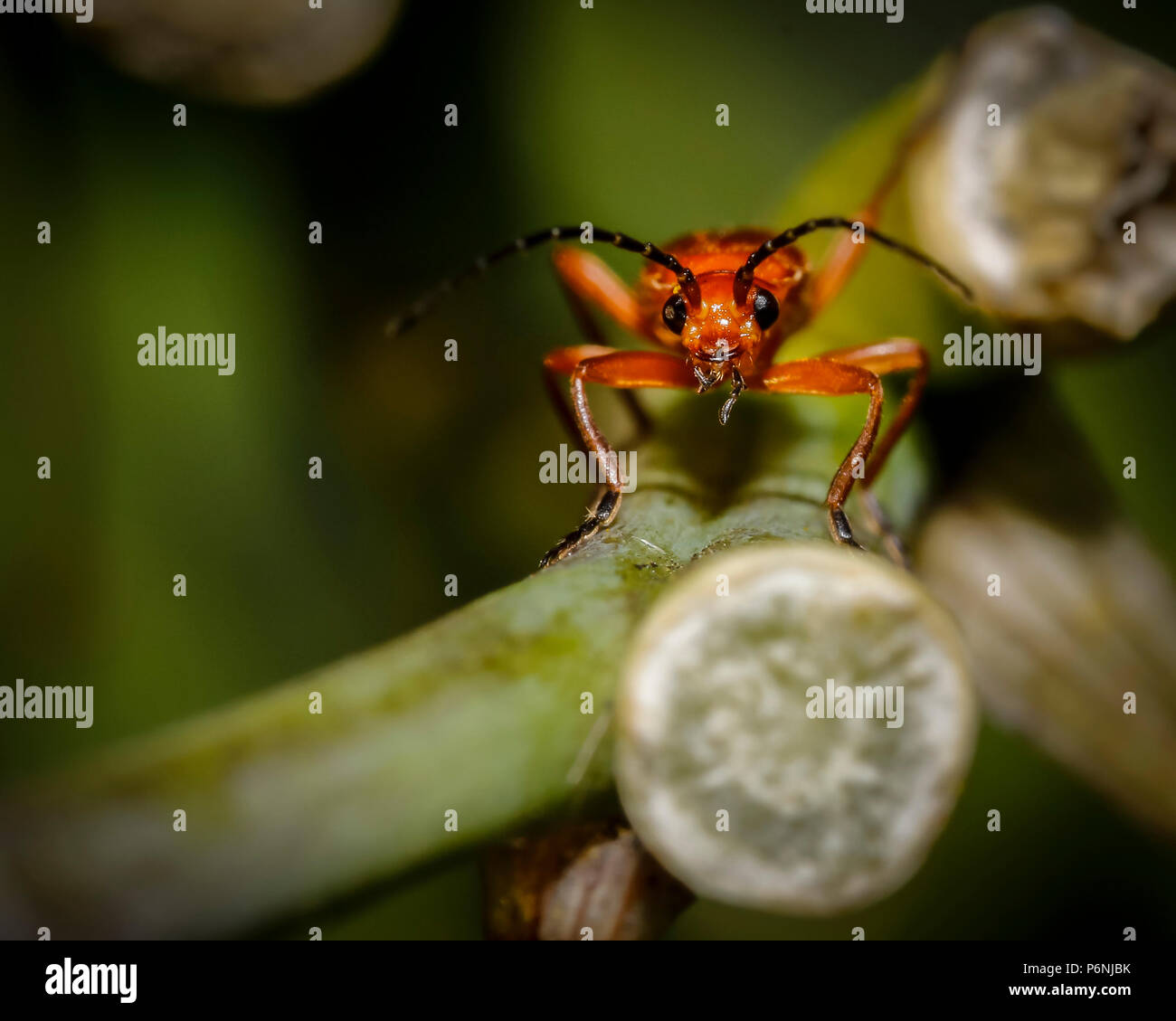 common red soldier beetle insect Stock Photo - Alamy