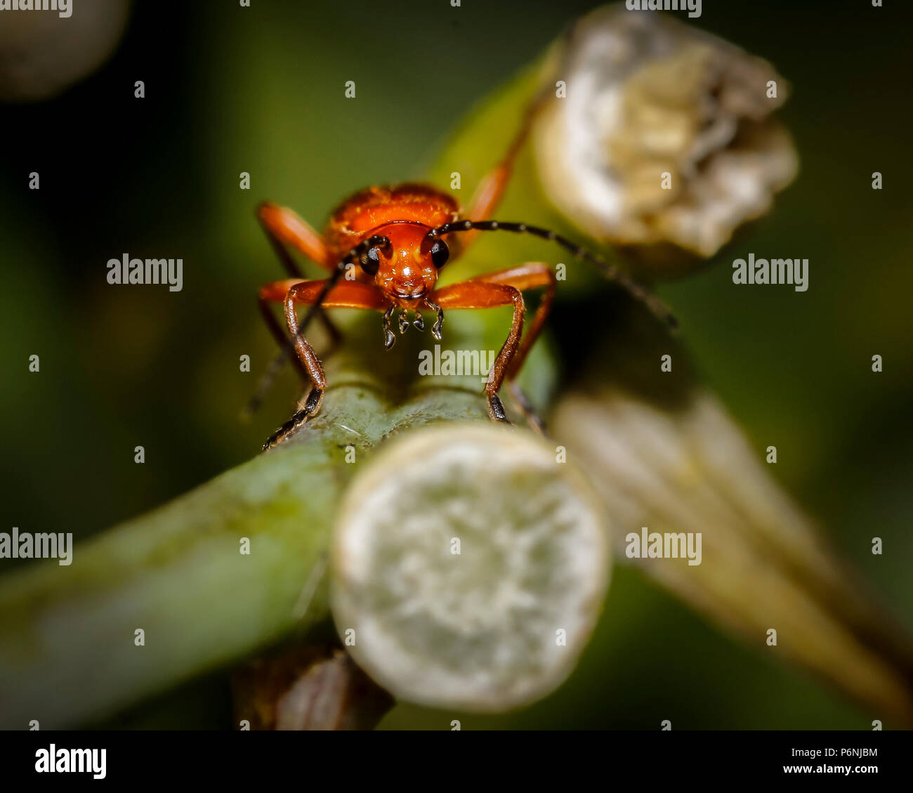 common red soldier beetle insect Stock Photo - Alamy