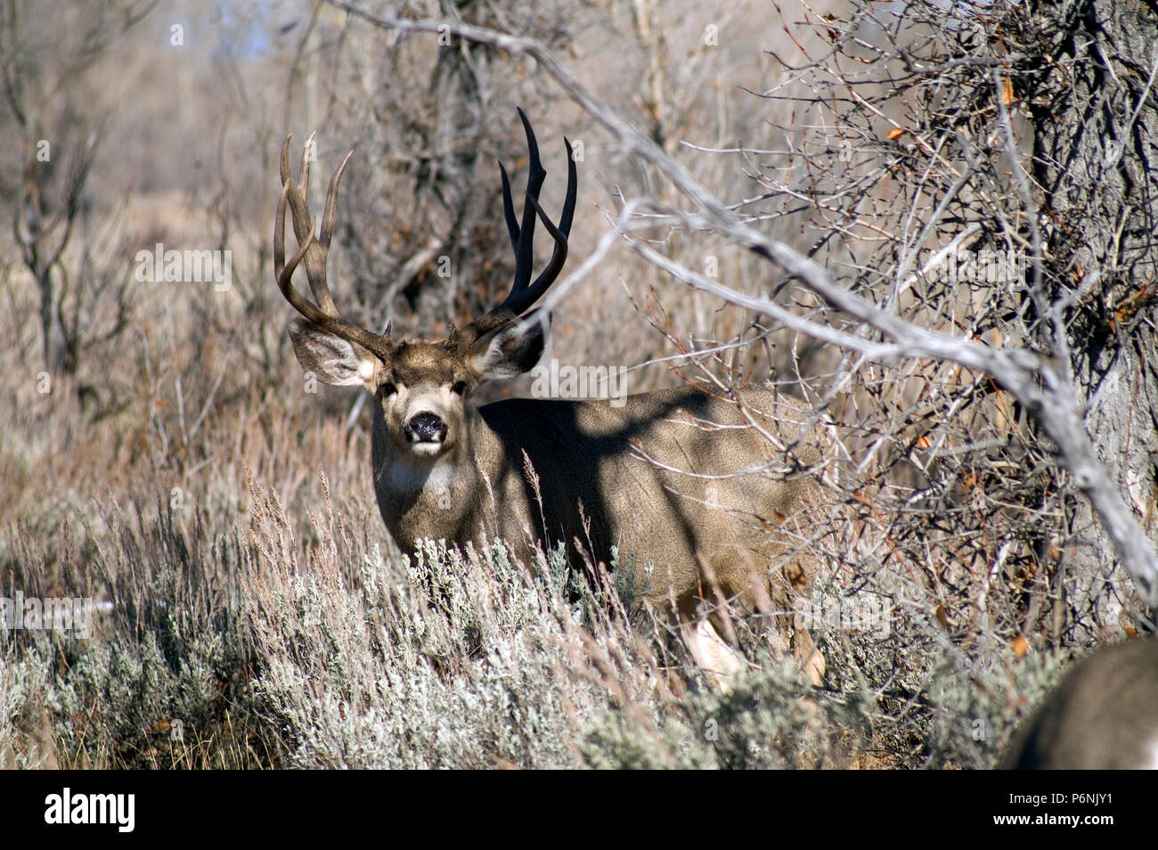 A wild mule deer watches ready to defend his mate in the woods of ...