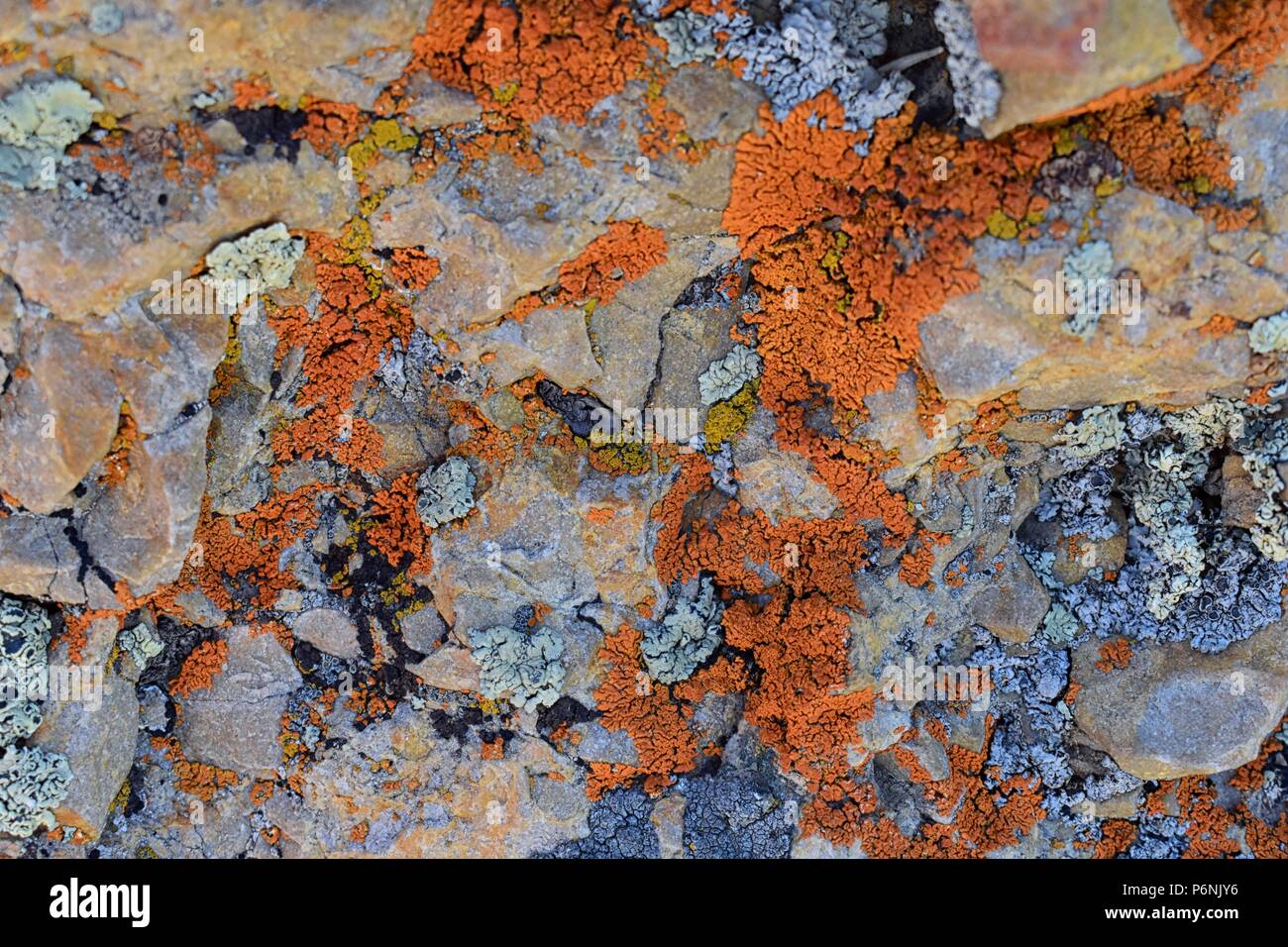 Multi color and types Crustose Lichen (organism that arises from algae ...