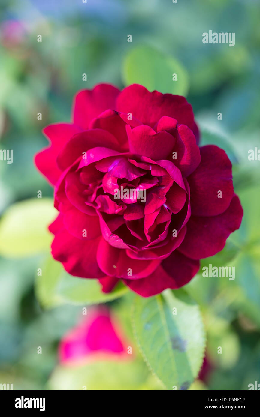Rosa ld braithwaite auscrim hi-res stock photography and images - Alamy