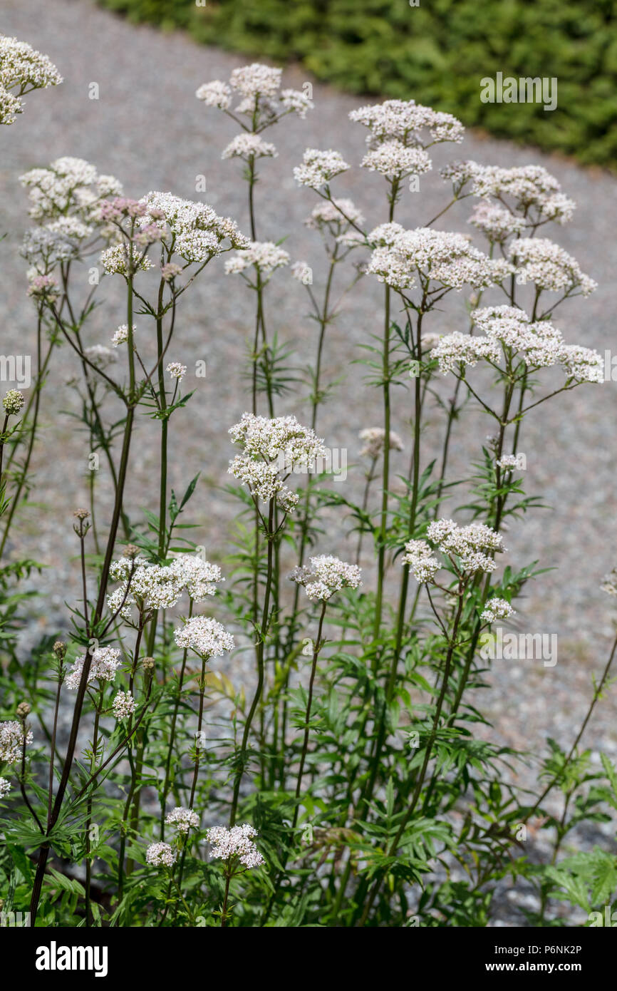 Valerian Flowers Valeriana Stock Photos & Valerian Flowers Valeriana ...