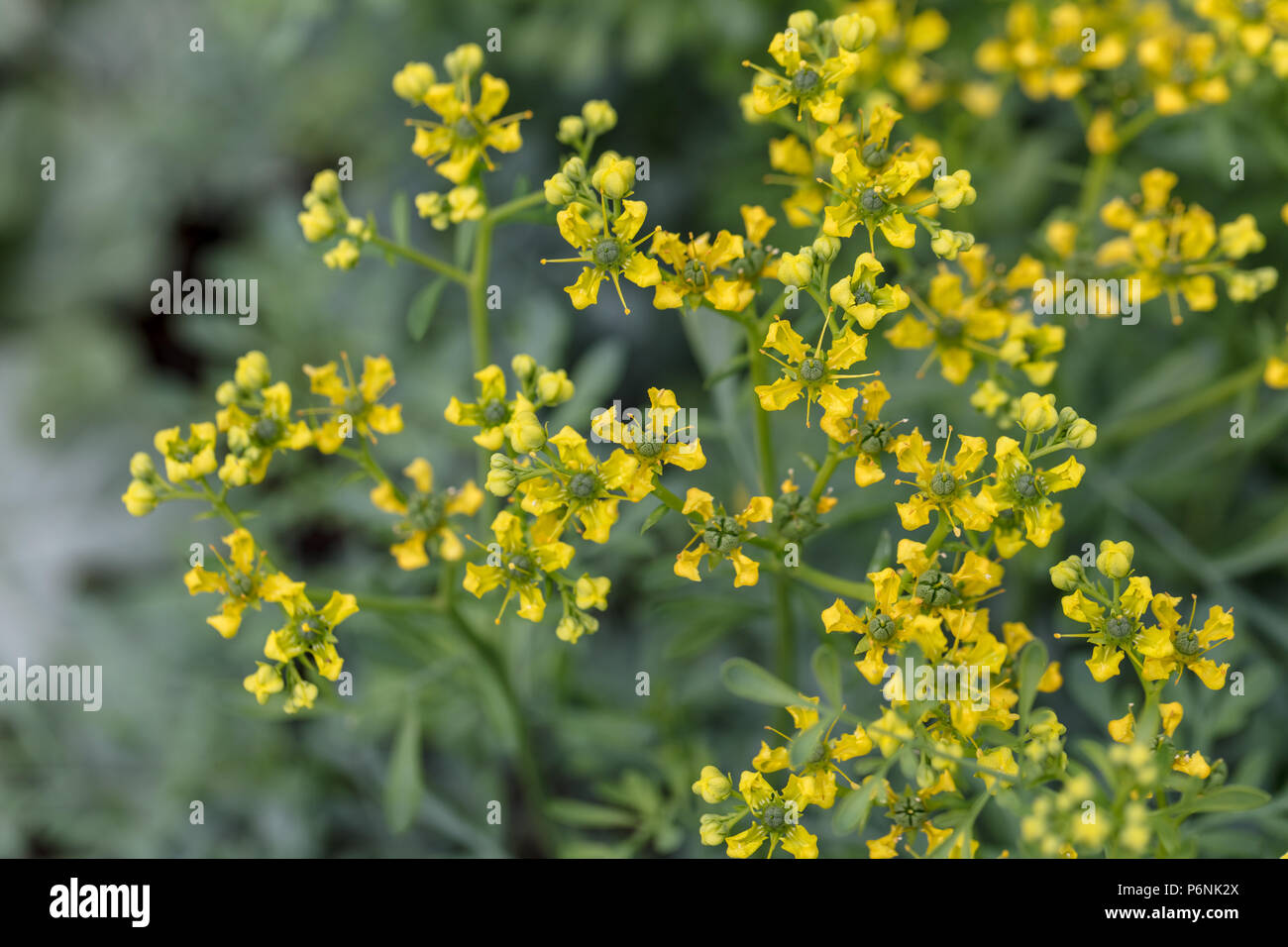 Common rue, Vinruta (Ruta graveolens Stock Photo - Alamy