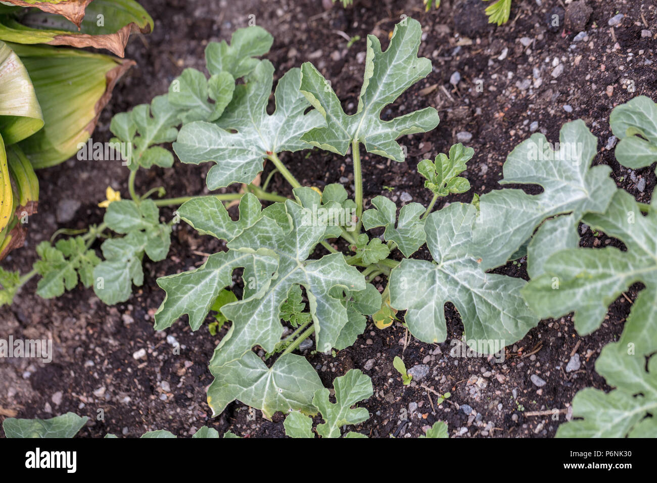 Bitter apple hi-res stock photography and images - Alamy