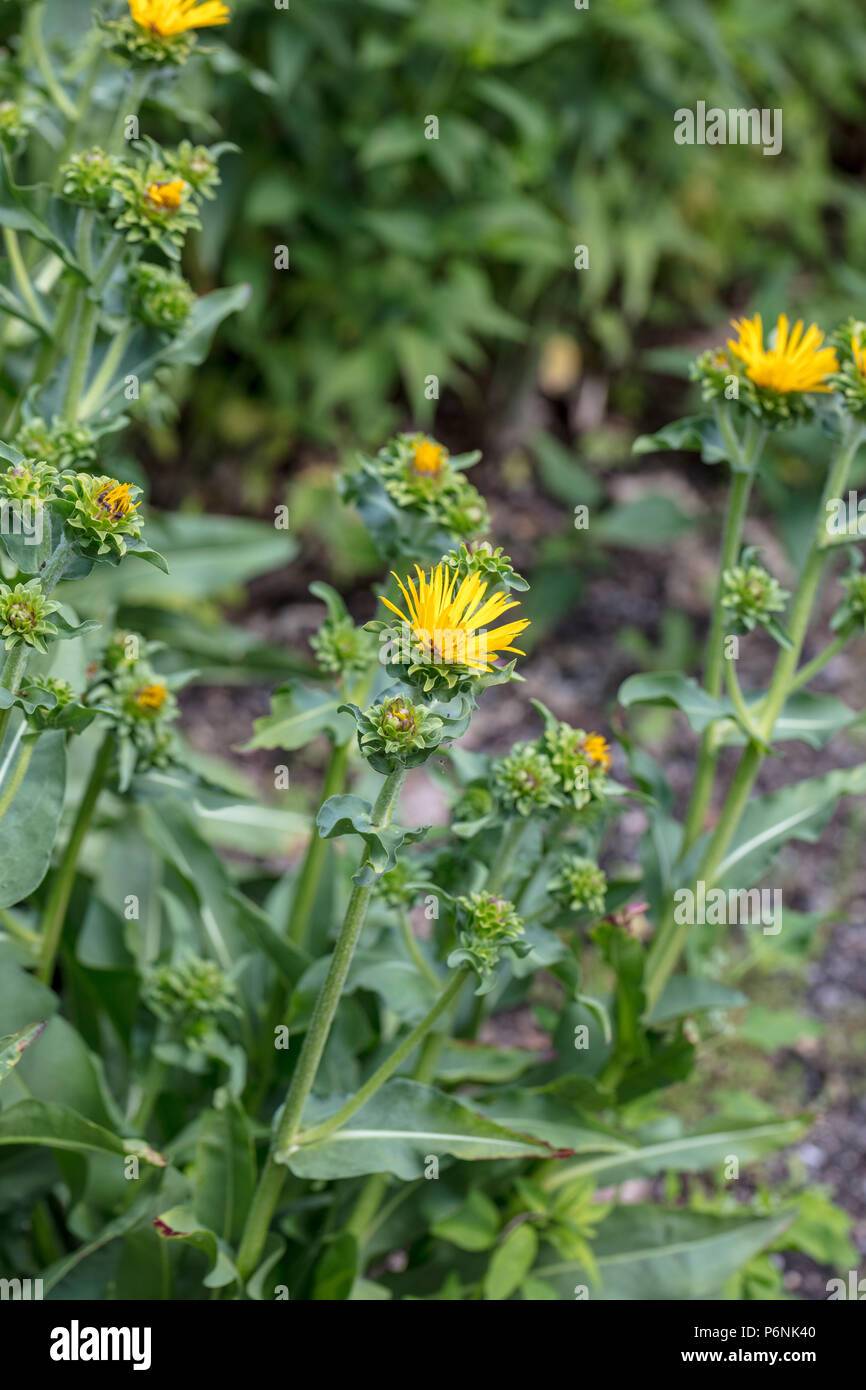 Curlyhead goldenweed hi-res stock photography and images - Alamy