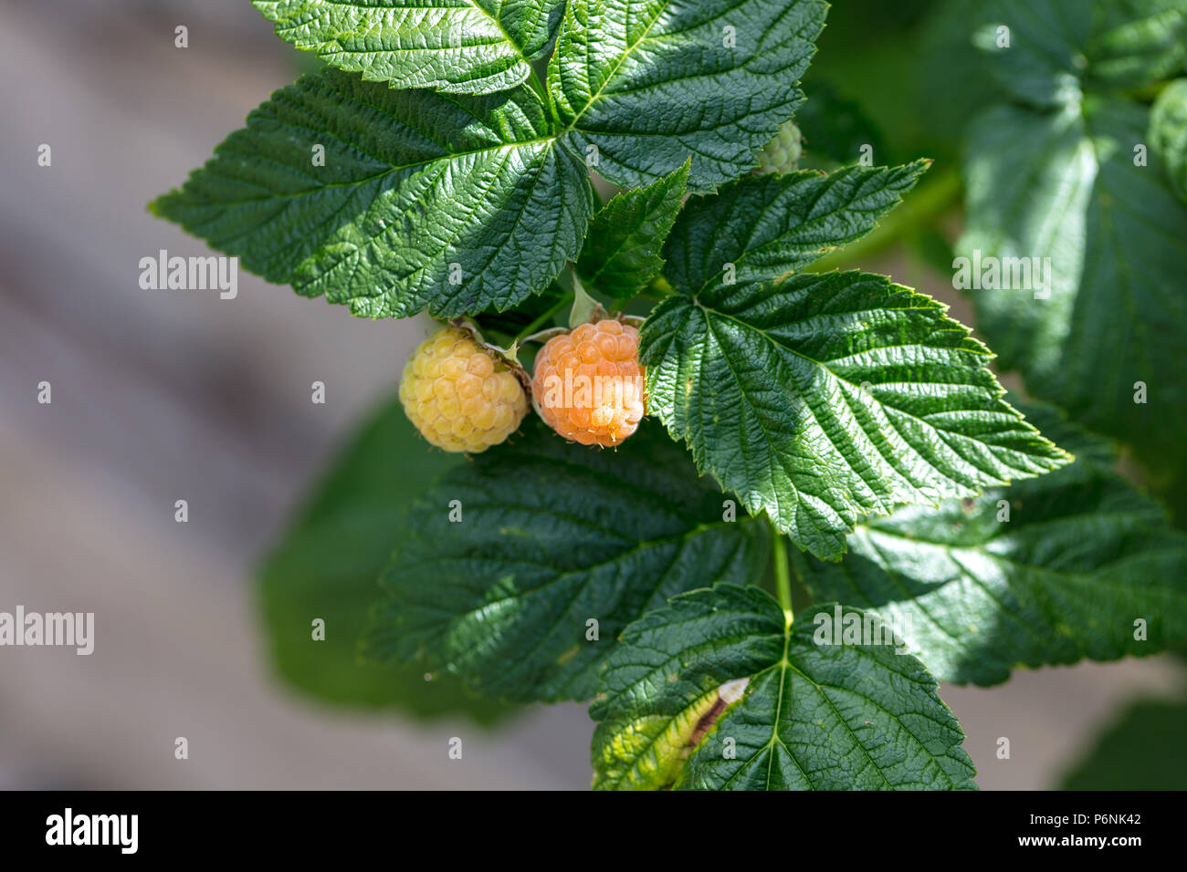 'Fallgold' Raspberry, Hallon (Rubus idaeus Stock Photo - Alamy