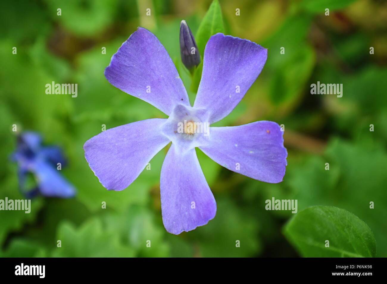 The common periwinkle plant Vinca (Apocynaceae) minor single flower ...