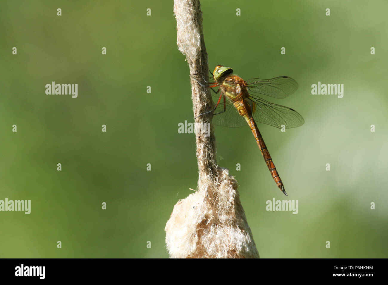 A beautiful Norfolk Hawker Dragonfly (Anaciaeschna isoceles) perching ...