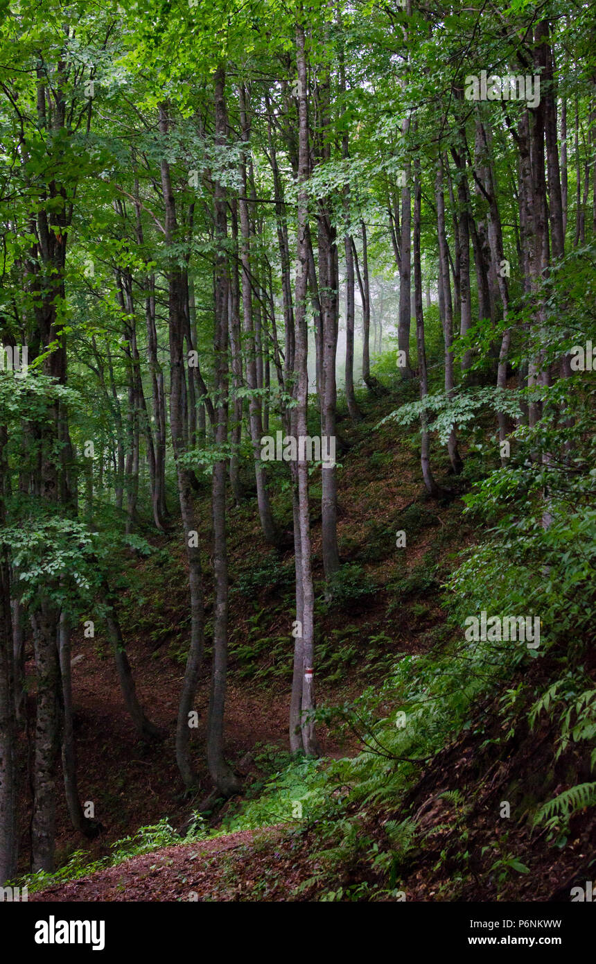 Beautiful mountain scenery . Guam gorge. Krasnodar region Stock Photo ...