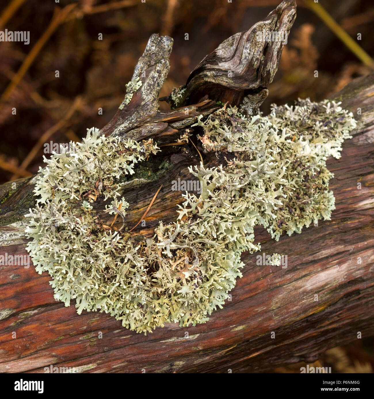Oakmoss lichen (Evernia prunastri) growing on rotten dead tree branch ...