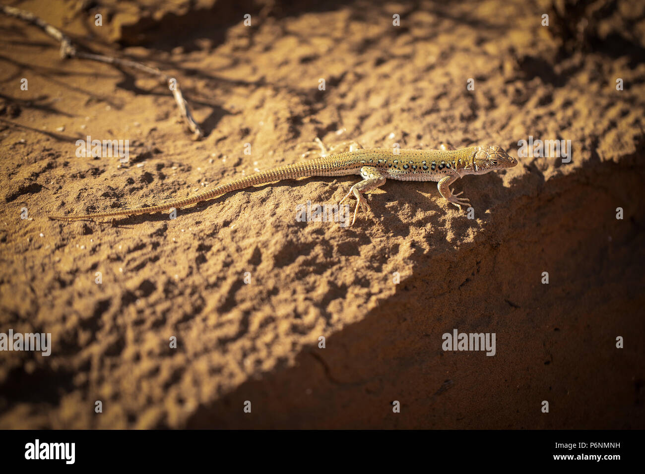 Horned lizard eating hi-res stock photography and images - Alamy