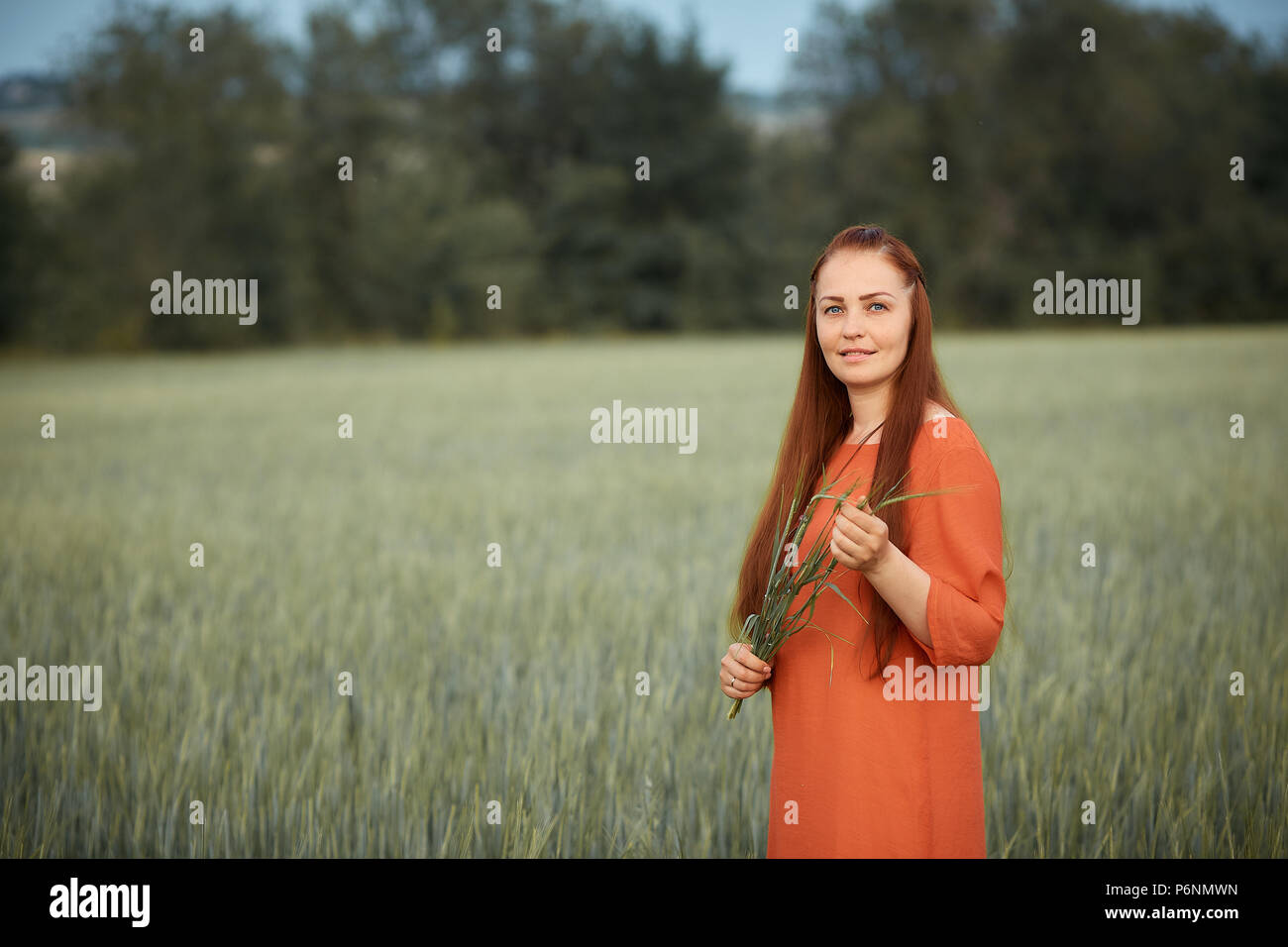 Caucasian red-haired woman in a red dress walking on a farm field with wheat at sunset on a ...