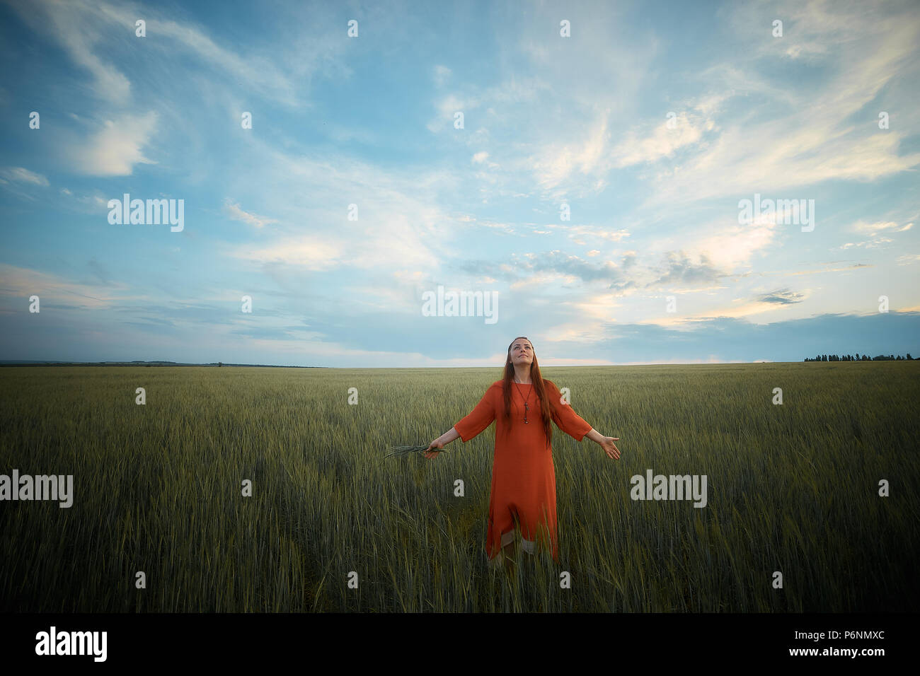 Caucasian red-haired woman in a red dress walking on a farm field with wheat at sunset on a ...