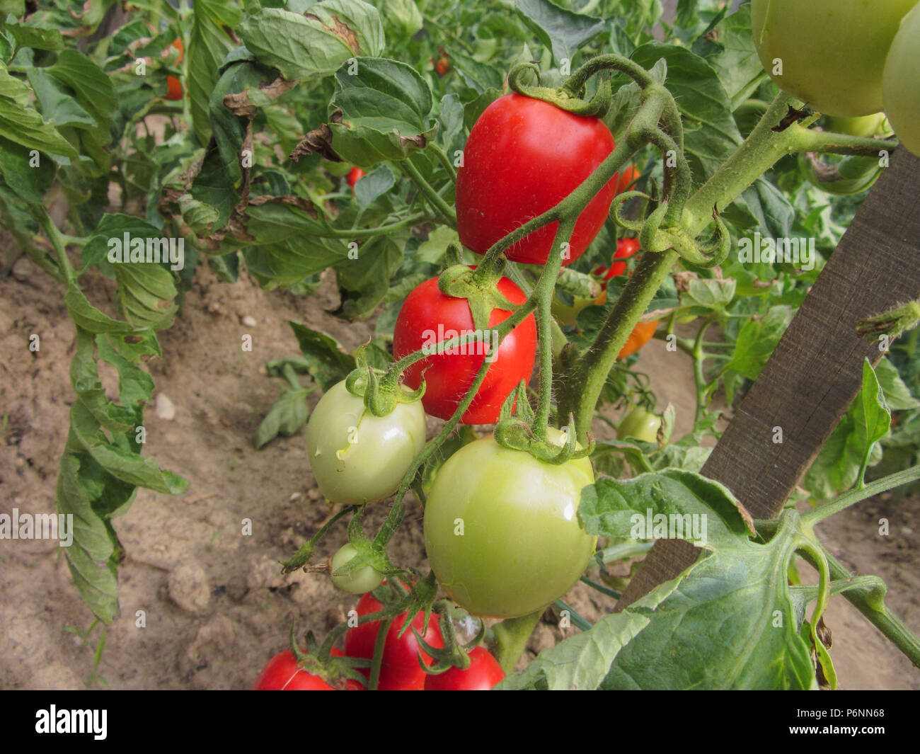 red tomato plants in a home made vegetable garden Stock Photo - Alamy