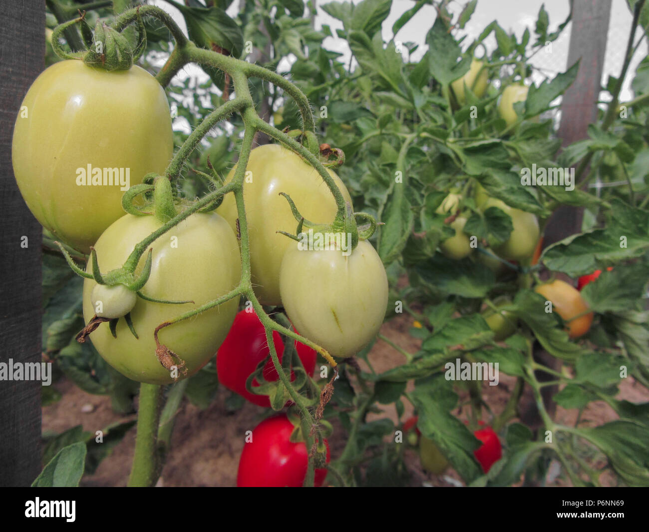 red tomato plants in a home made vegetable garden Stock Photo - Alamy
