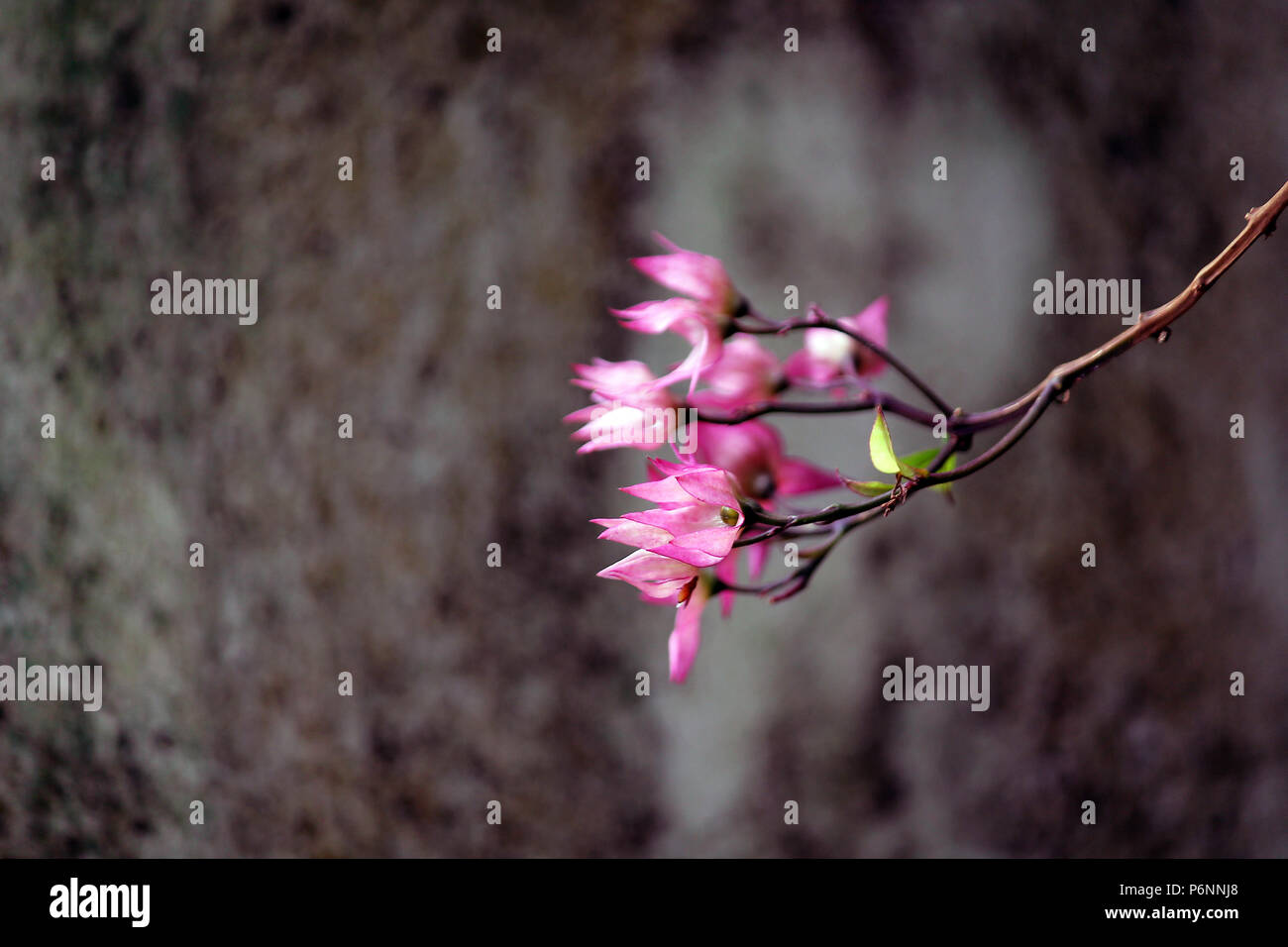 Maroon and yellow flowers hi-res stock photography and images - Alamy