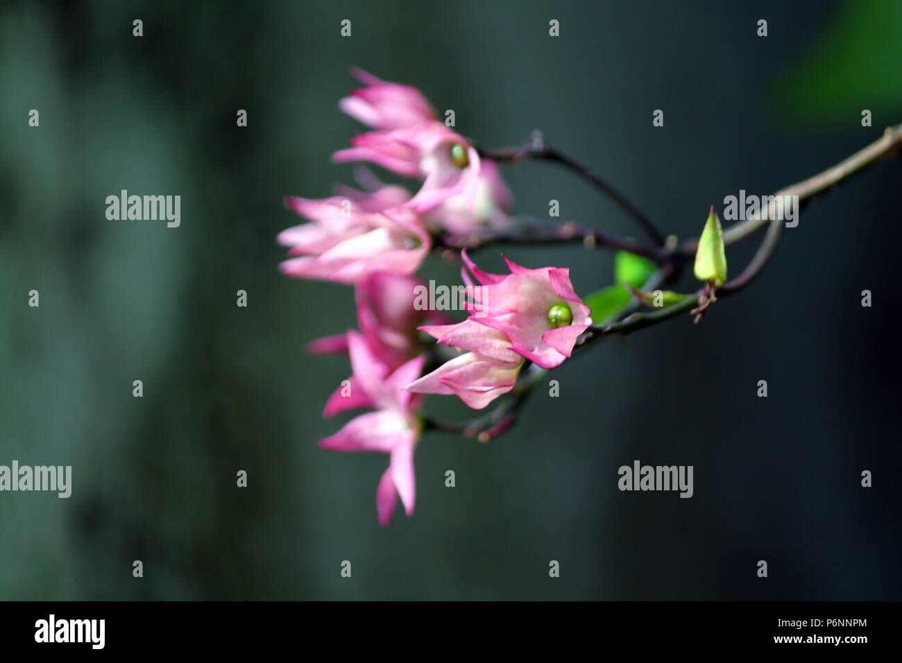 Butterfly flower monsoon hi-res stock photography and images - Alamy