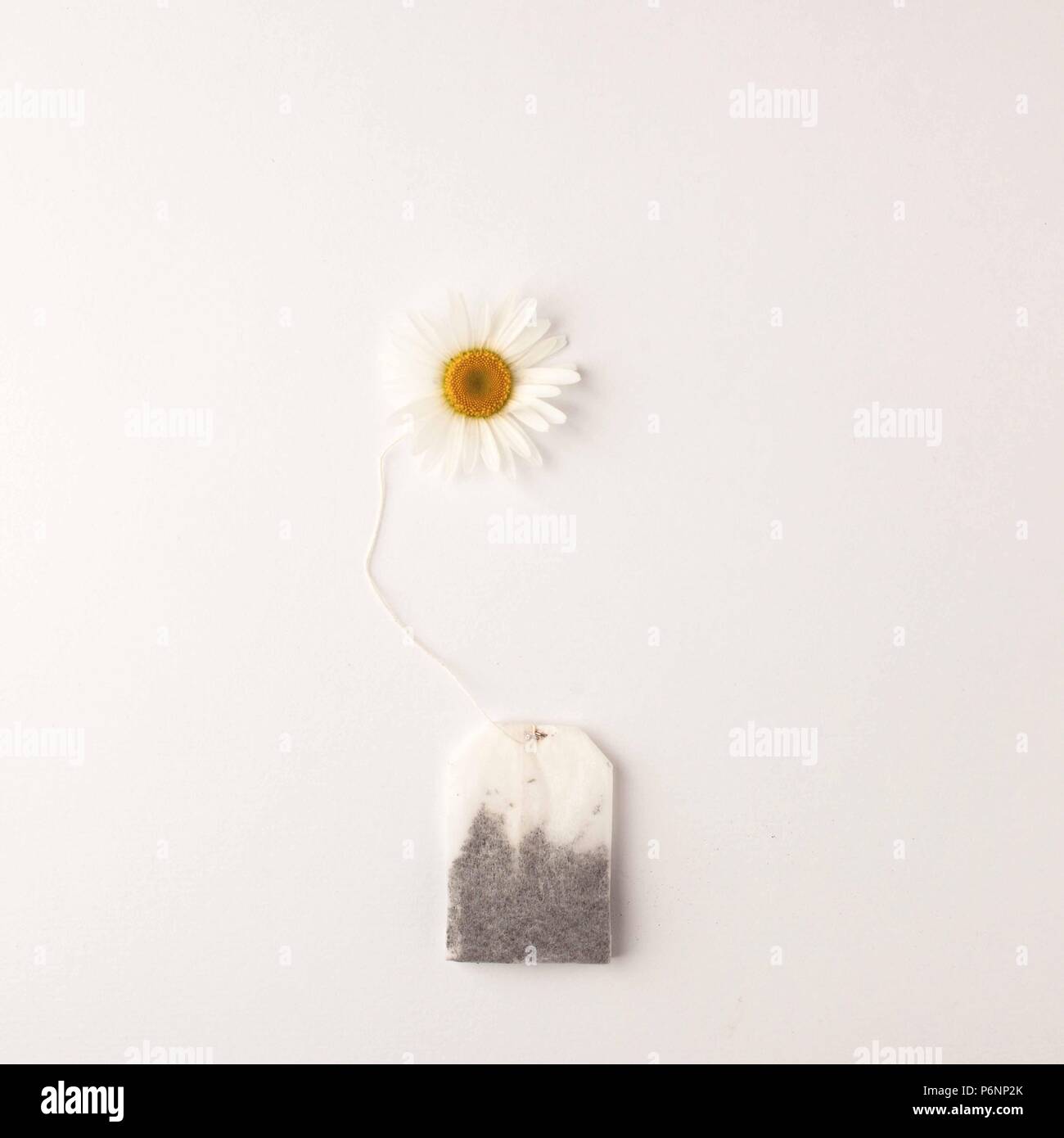 Close up of tea time. Dry camomile tea in the tea bag, minimal concept ...