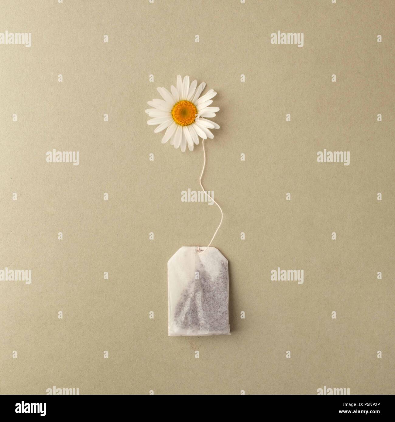 Close up of tea time. Dry camomile tea in the tea bag, minimal concept ...