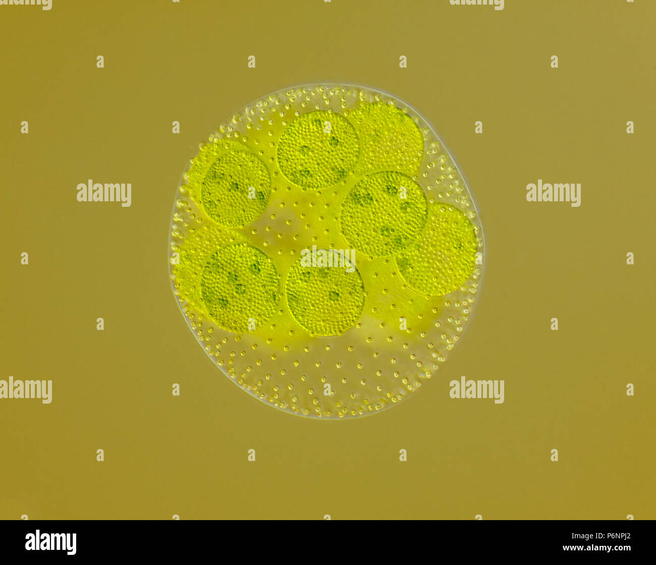 Morphology Of Volvox With Diagram Algae