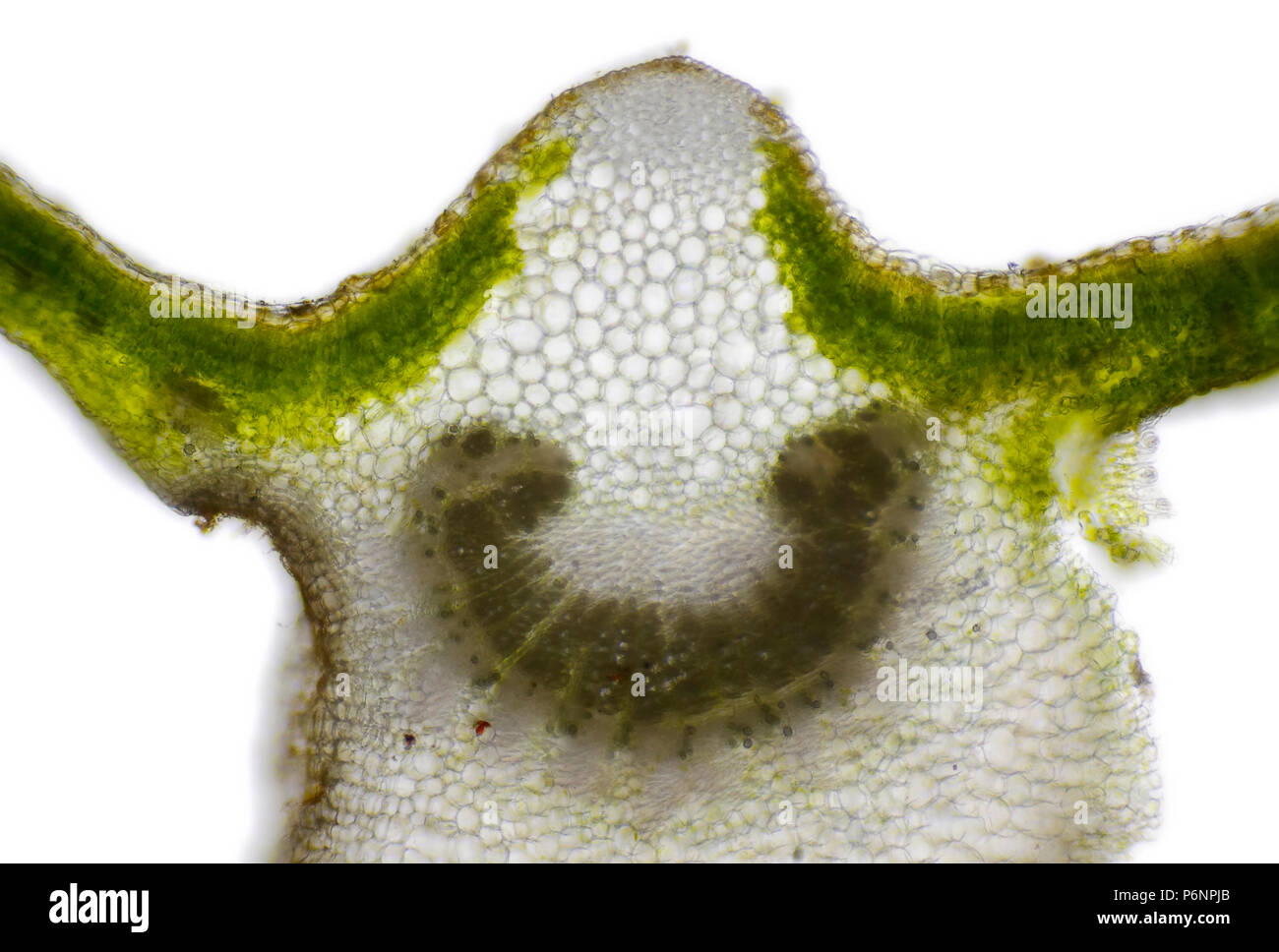Micrograph leaf cell hi-res stock photography and images - Alamy