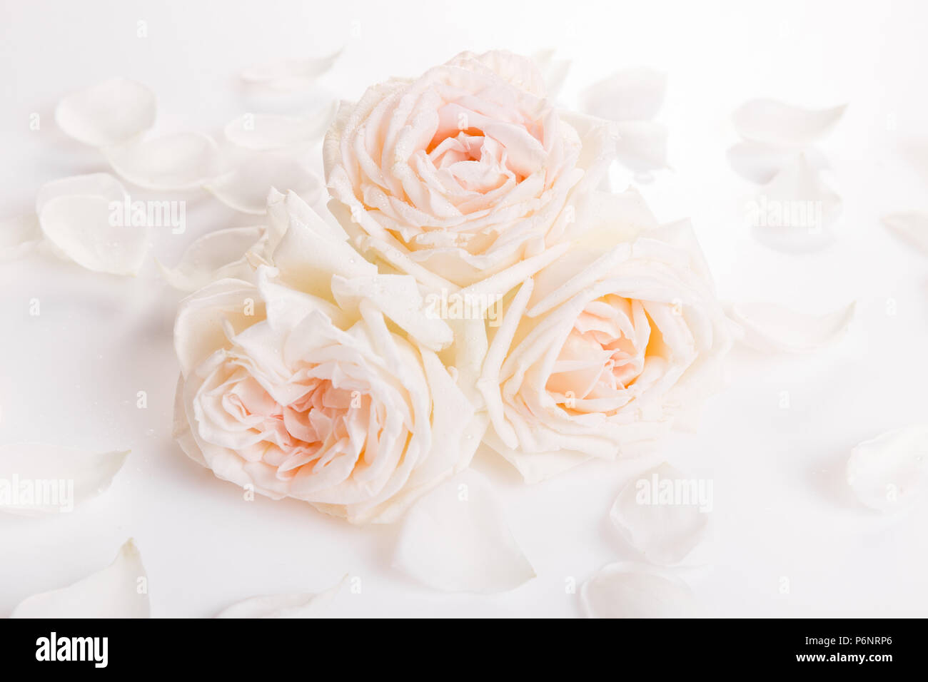 Sweet color fabric roses in soft style for background Stock Photo - Alamy