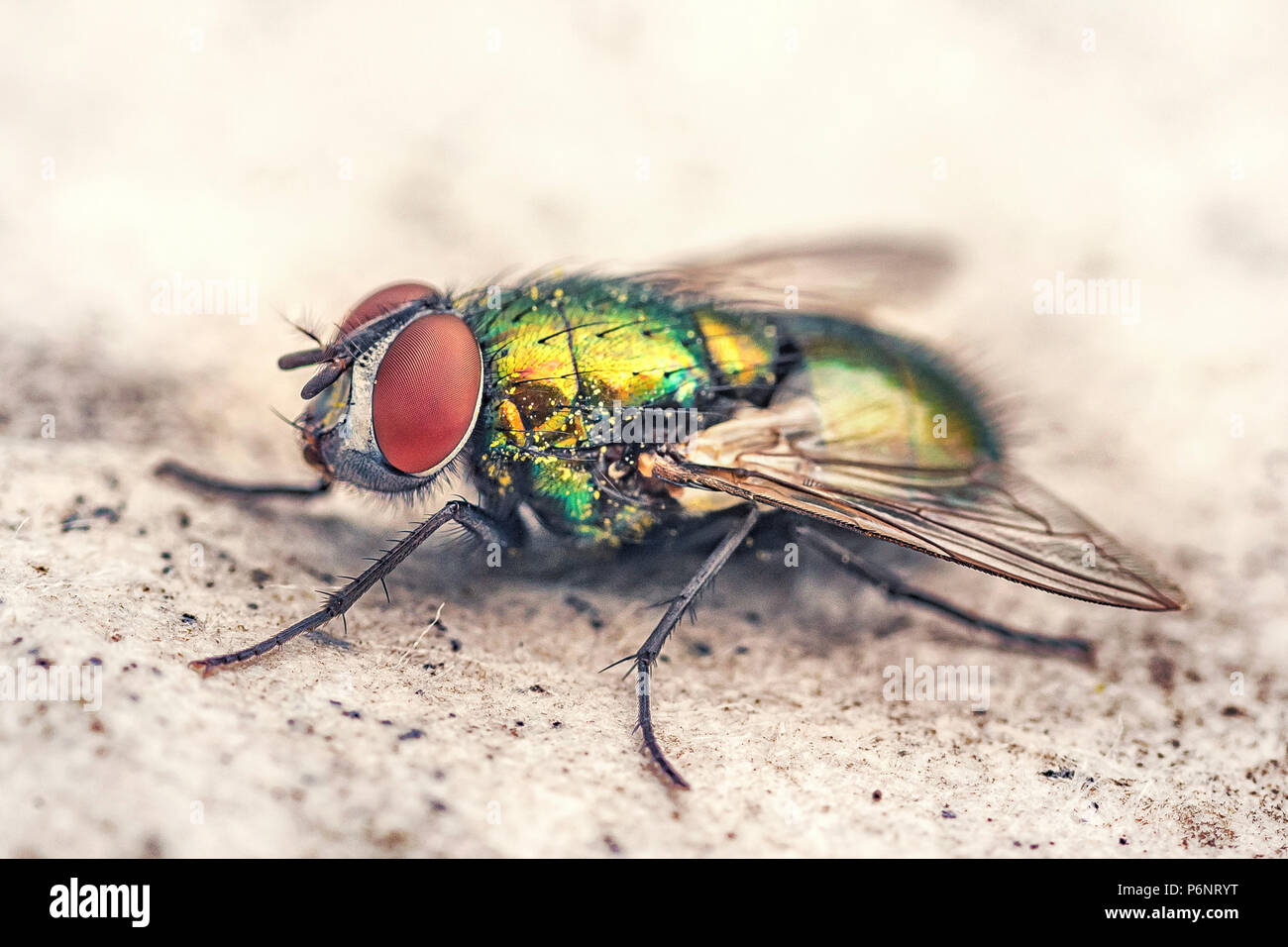 European fly close-up picture Stock Photo - Alamy