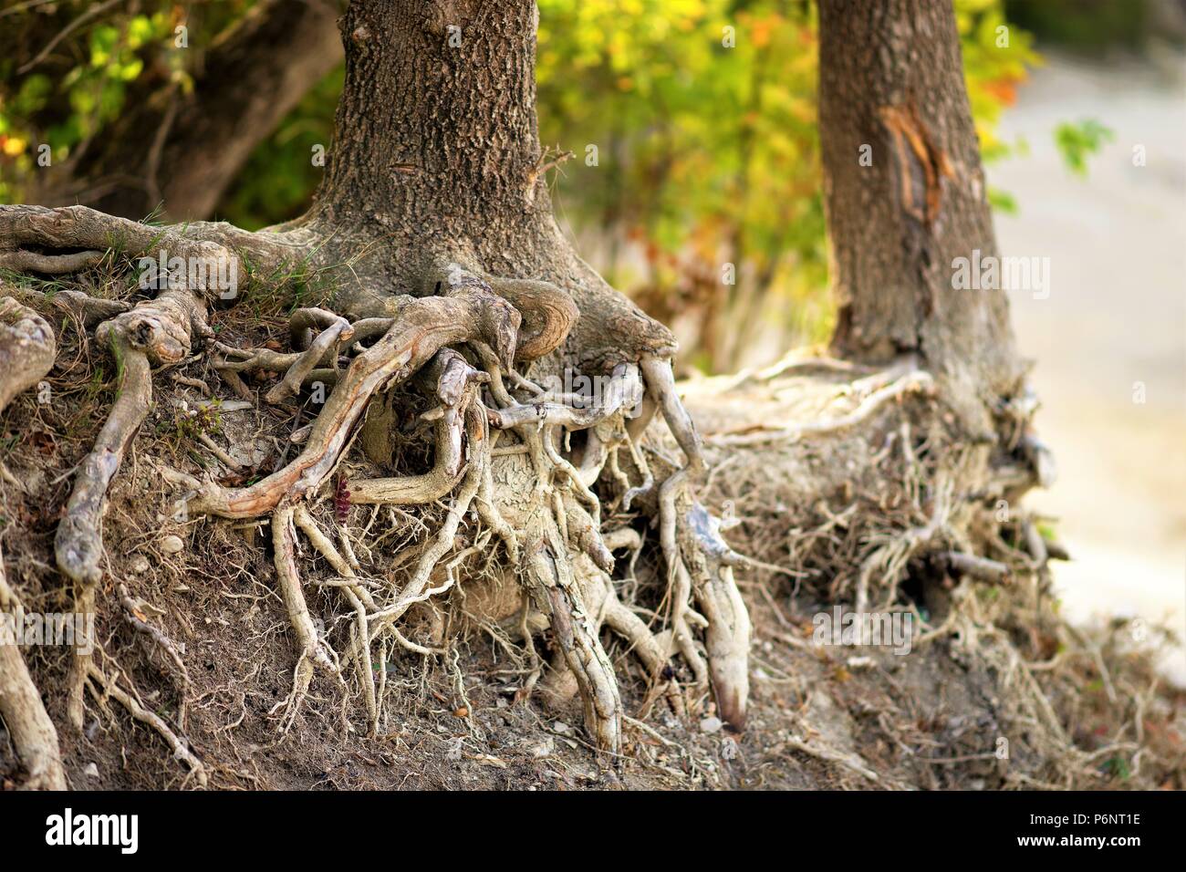Evergreen Root System
