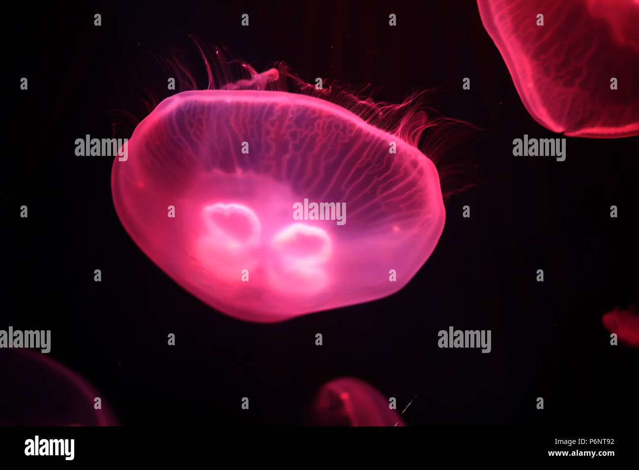 Many multi-colored jellyfish float under water macro shooting Stock ...