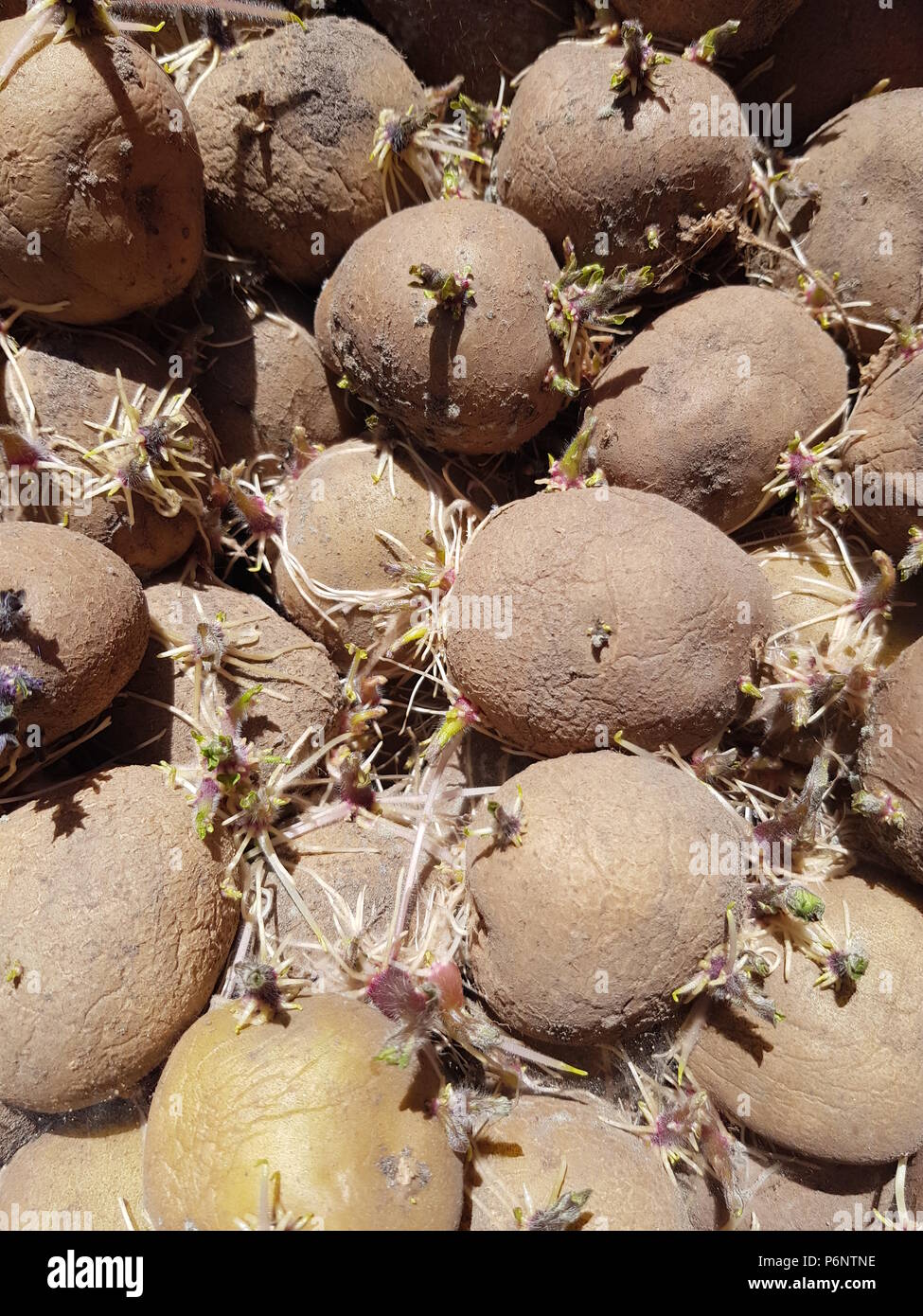 Potato cellar old hi-res stock photography and images - Alamy