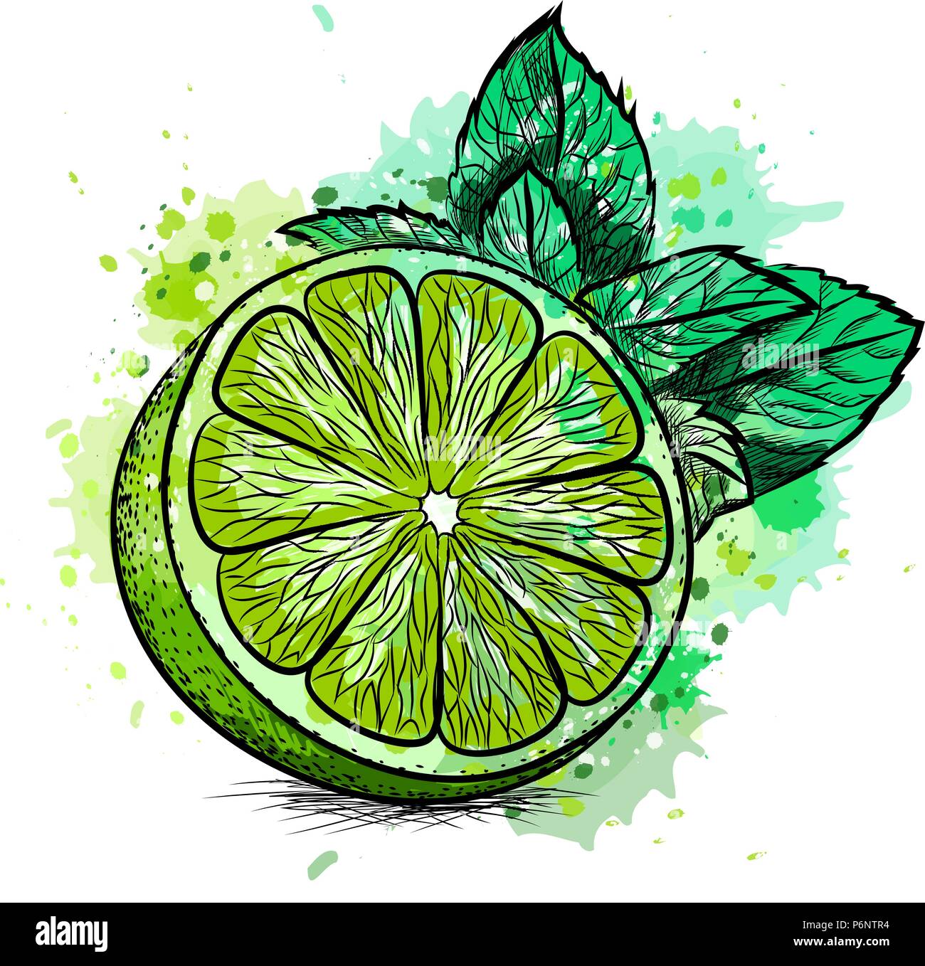 Lime fruit slice mint Stock Vector Images - Alamy