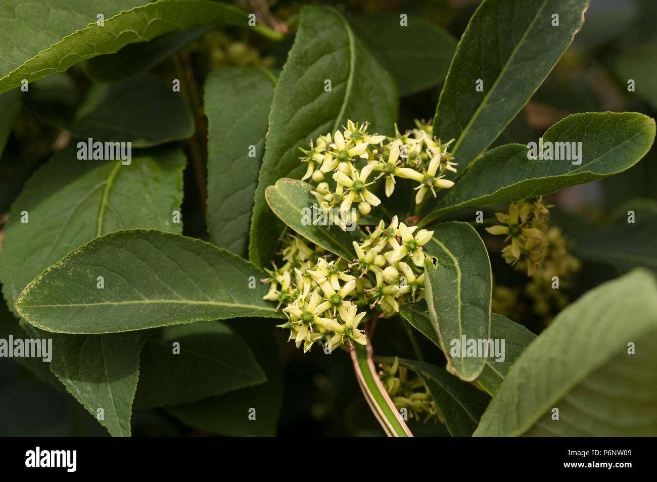 Inconspicuous flowers of multi stemmed Spindle tree, Euonymus ...