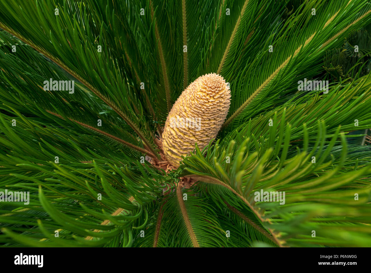 Sago Palm (Cycas revoluta) with male cone Stock Photo - Alamy