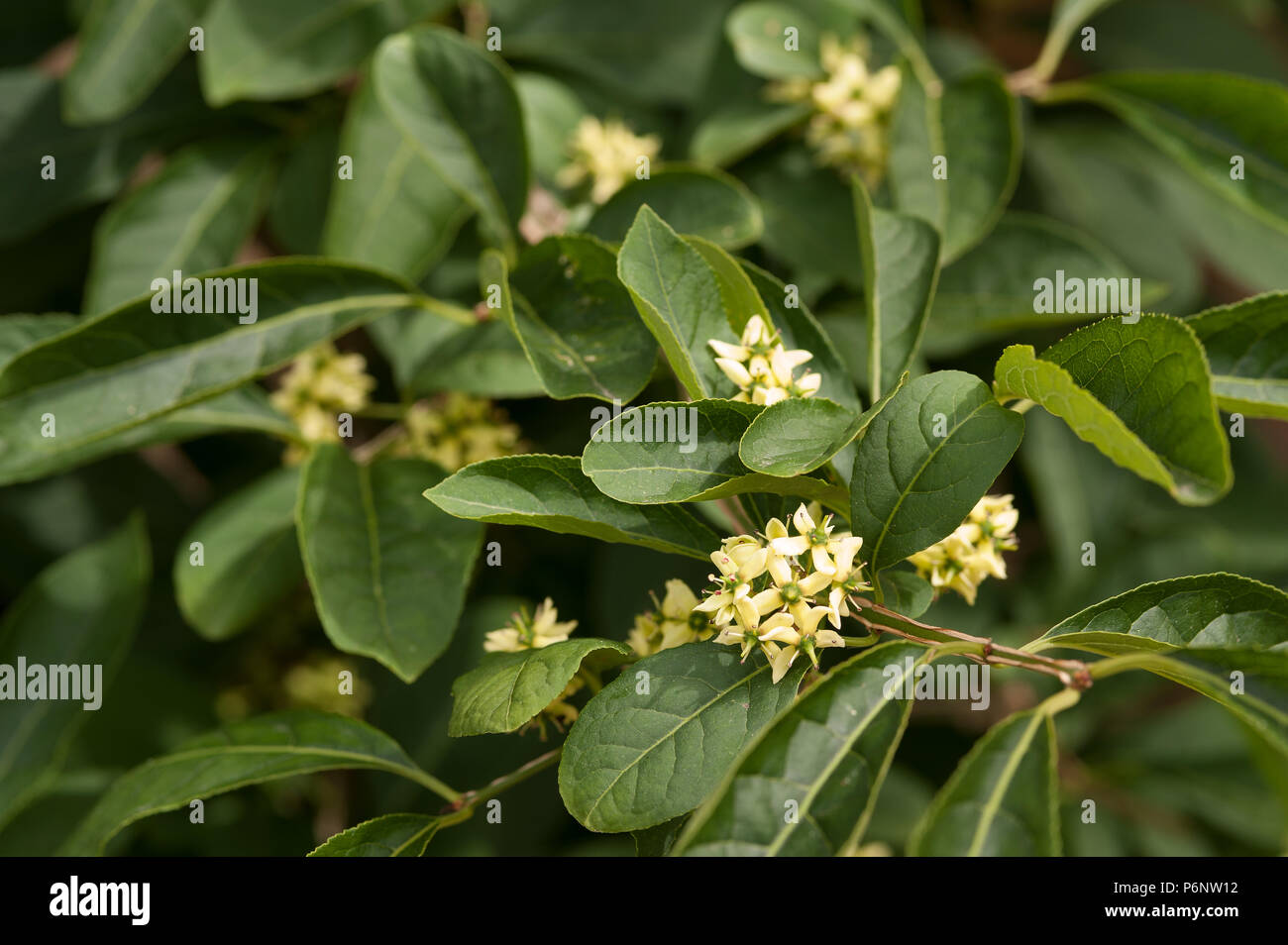 Inconspicuous flowers of multi stemmed Spindle tree, Euonymus ...