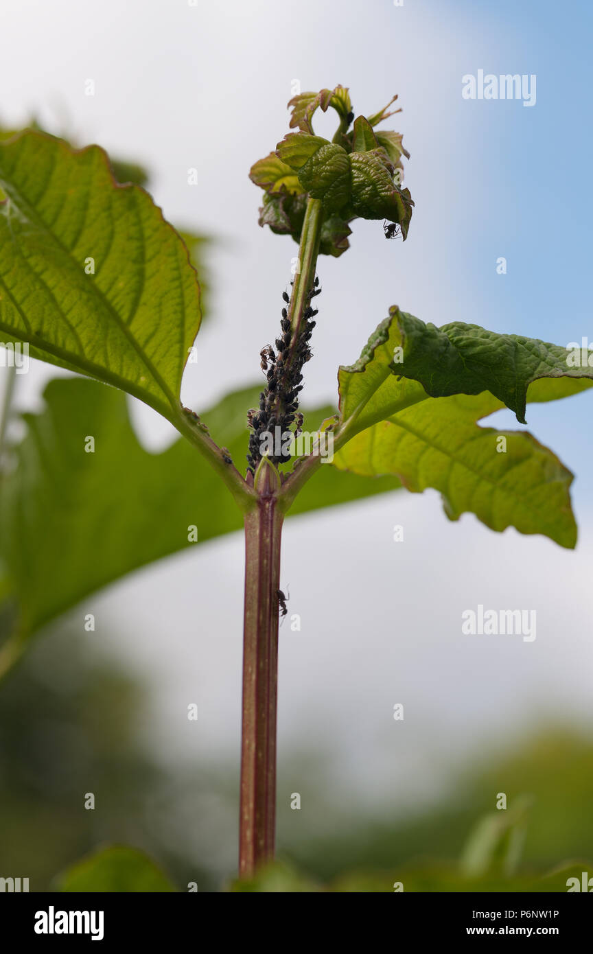Farming of black apterous aphids by ants for their secretions of honey ...