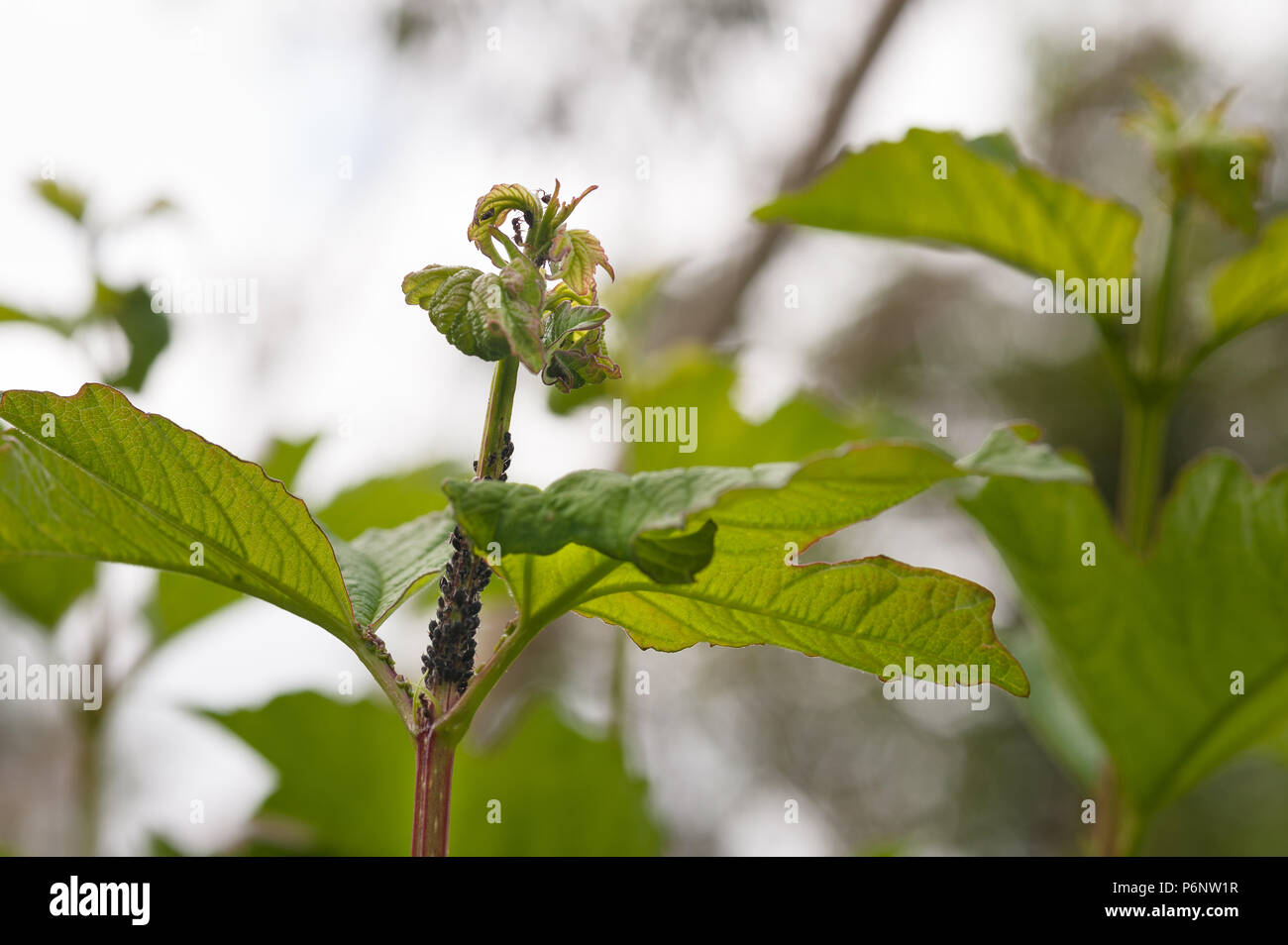 Dairying ants hi-res stock photography and images - Alamy