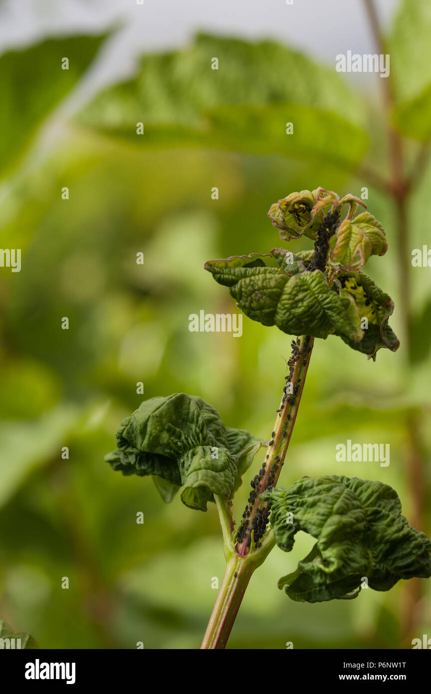 Ants farming aphids hi-res stock photography and images - Alamy