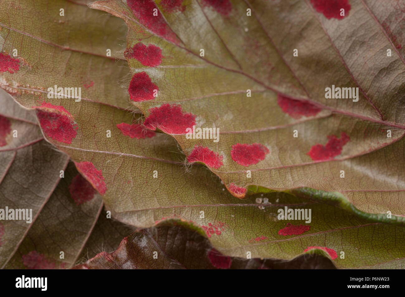 Looks like rust or virus, Eriophyes nervisequus fagineus, Beech erinum ...
