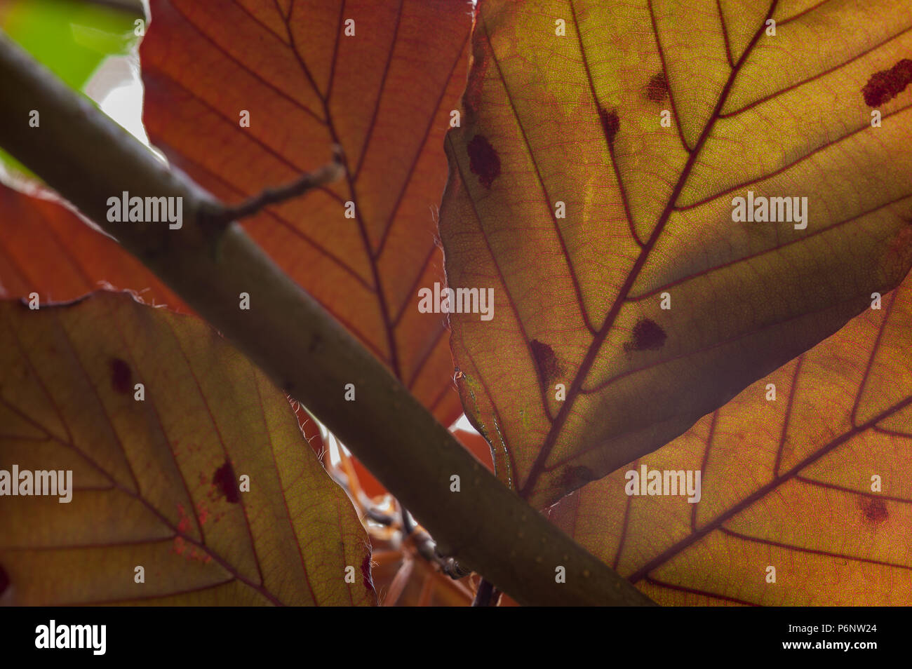 Looks like rust or virus, Eriophyes nervisequus fagineus, Beech erinum ...