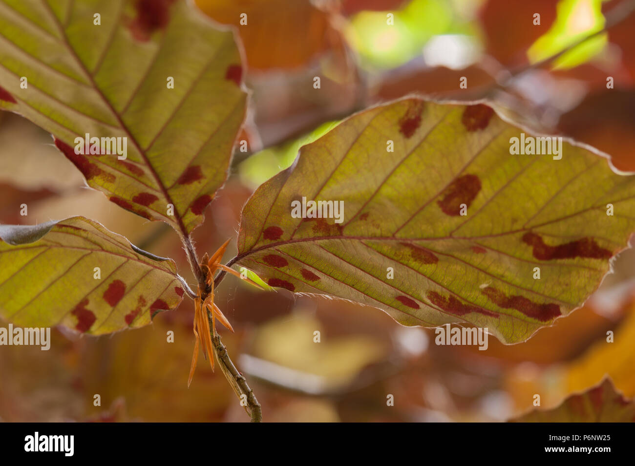Velvet mites hi-res stock photography and images - Alamy