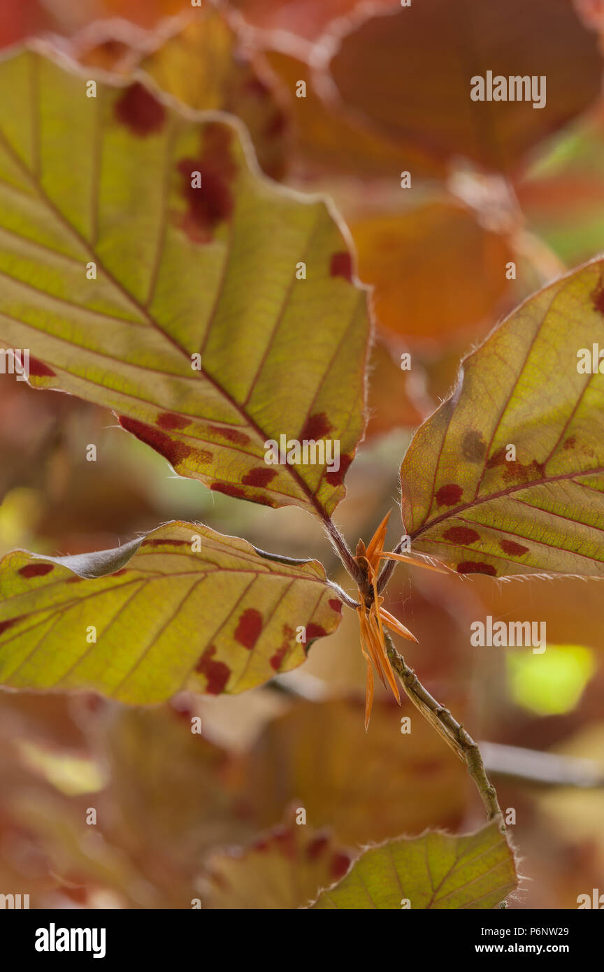 Looks like rust or virus, Eriophyes nervisequus fagineus, Beech erinum ...