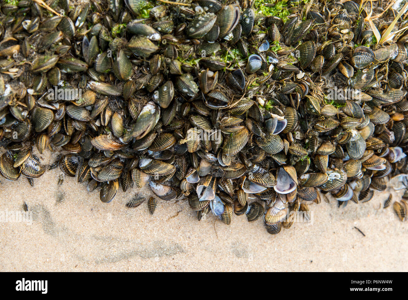 Clams on a riverbank Stock Photo - Alamy