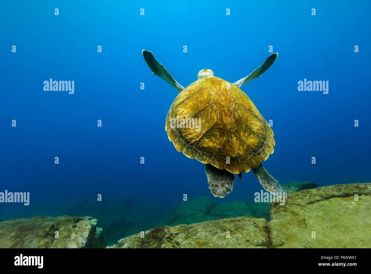 Big turtle floating in the deep blue ocean water Stock Photo - Alamy