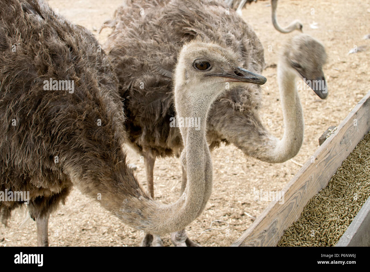 Detail of two feeding ostrichs in the farm Stock Photo - Alamy