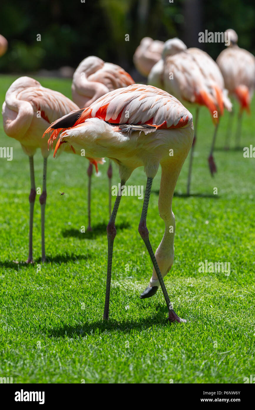 Beautiful birds in zoo park hi-res stock photography and images - Alamy