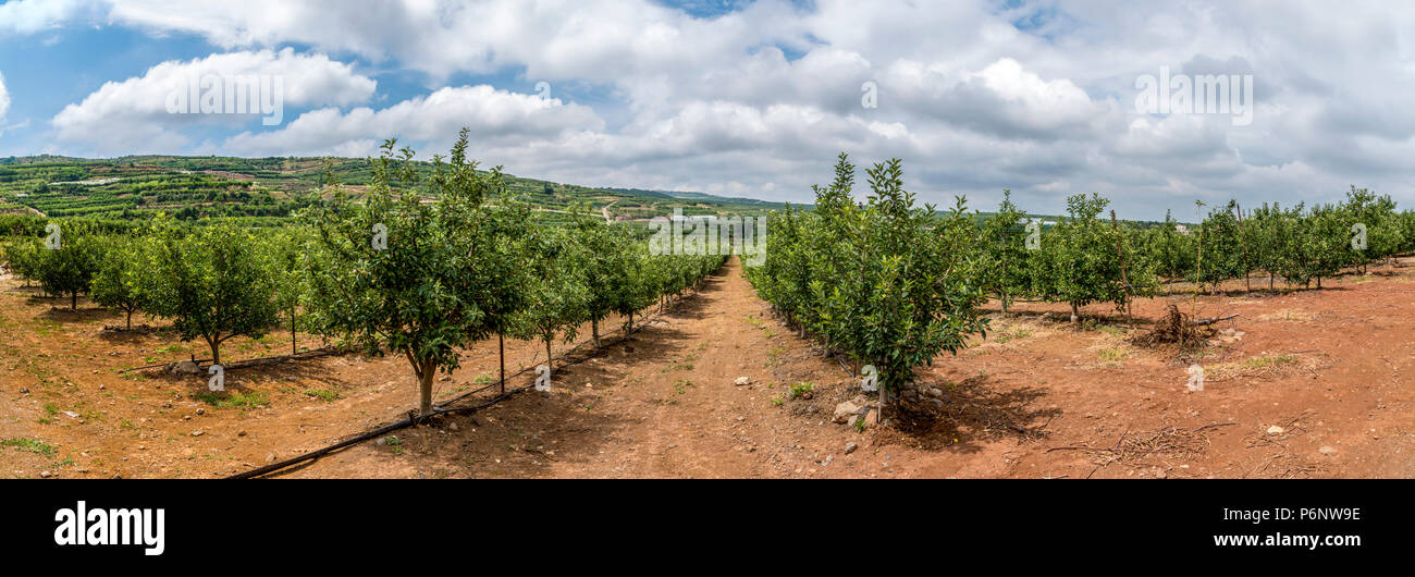 Apple plantation field Stock Photo - Alamy