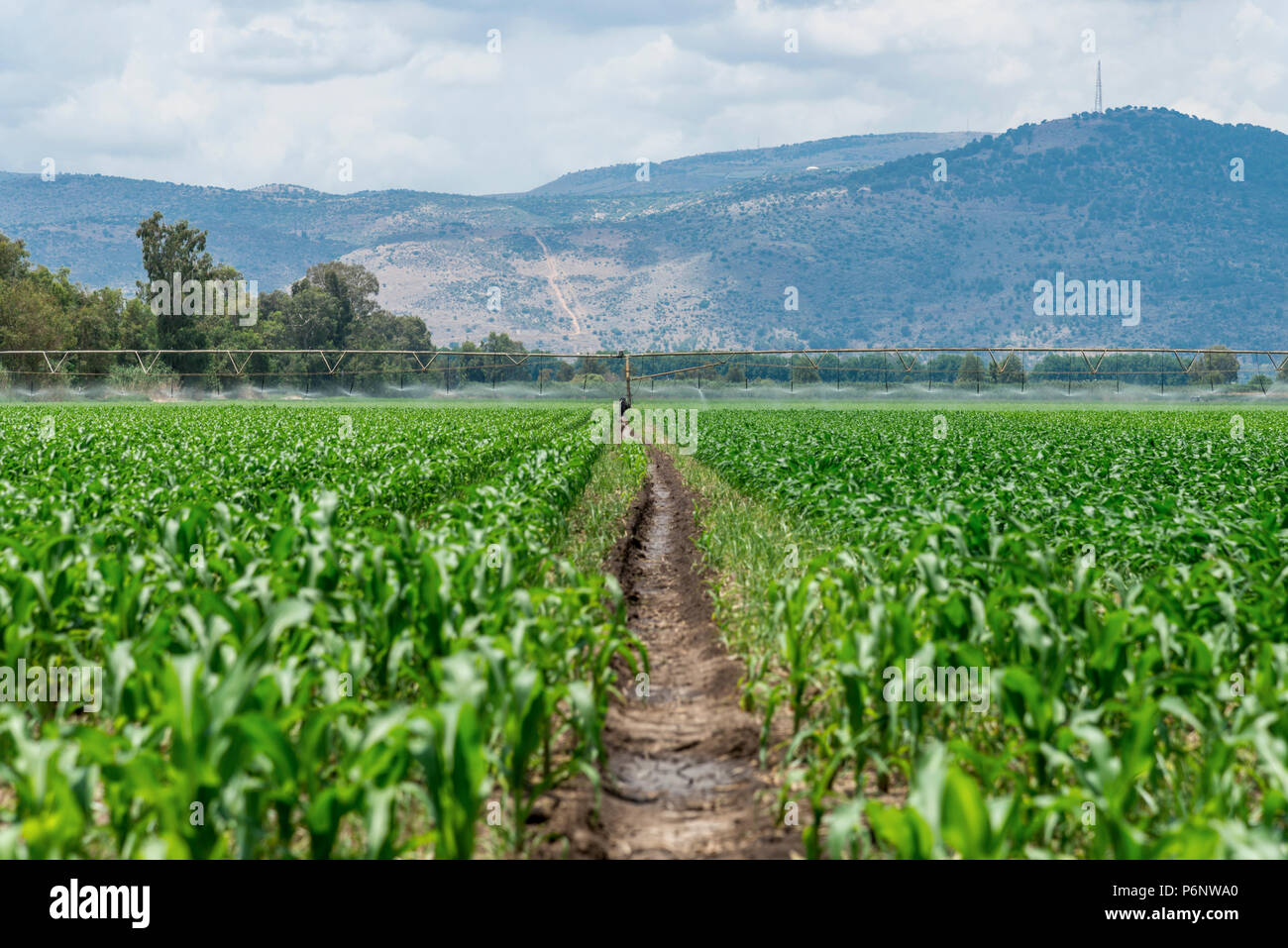 Lateral move irrigation system Stock Photo - Alamy